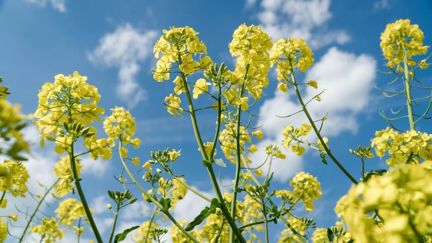 Polish oil producers urge government to lift Ukrainian rapeseed import ...